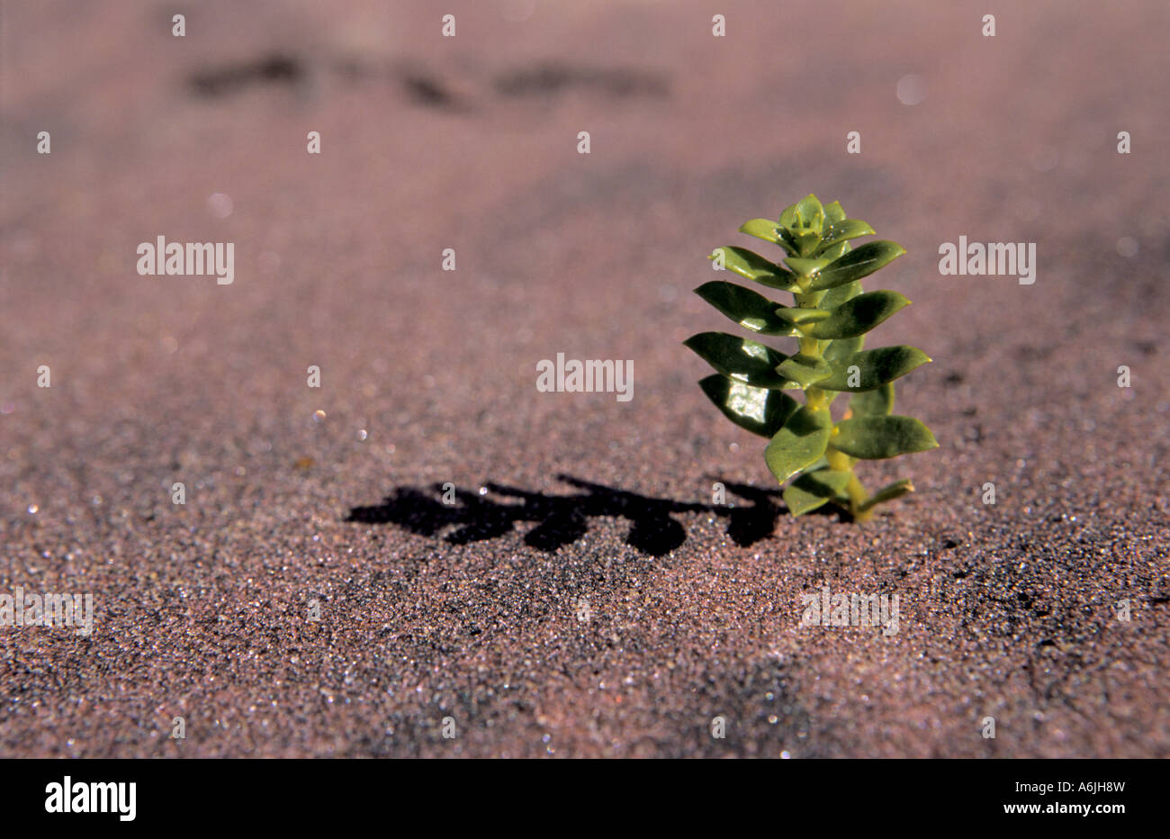 Arenaceous hi-res stock photography and images - Alamy