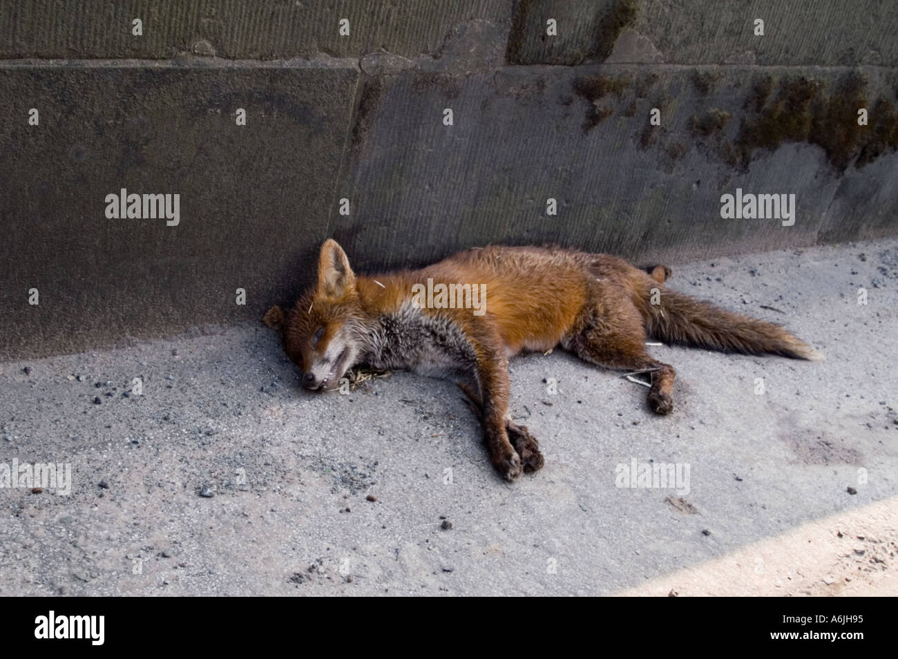 Dead fox pushed to side of road Traffic accident victim Stock Photo - Alamy