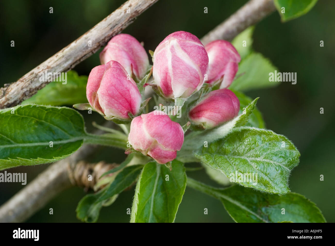 Pyrus malus Macro photograph of the flower on a domesticated apple tree ...