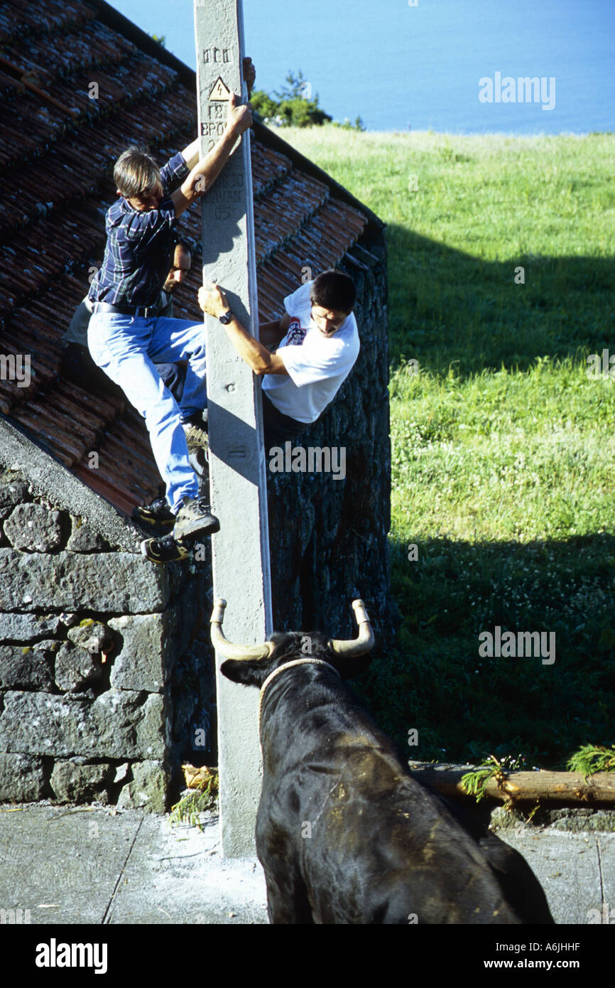 bull fight on the village street, Portugal, Azores Stock Photo - Alamy
