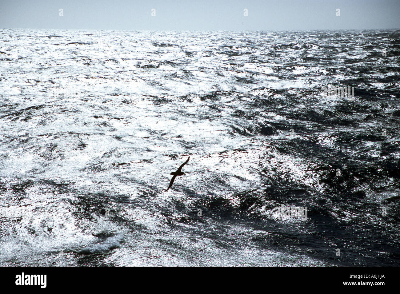 albatross sailing over sea, Falkland Islands Stock Photo - Alamy