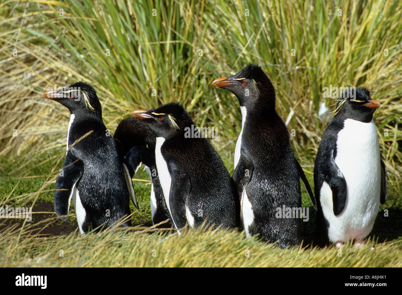 rockhopper penguin (Eudyptes chrysocome), group of five animals ...