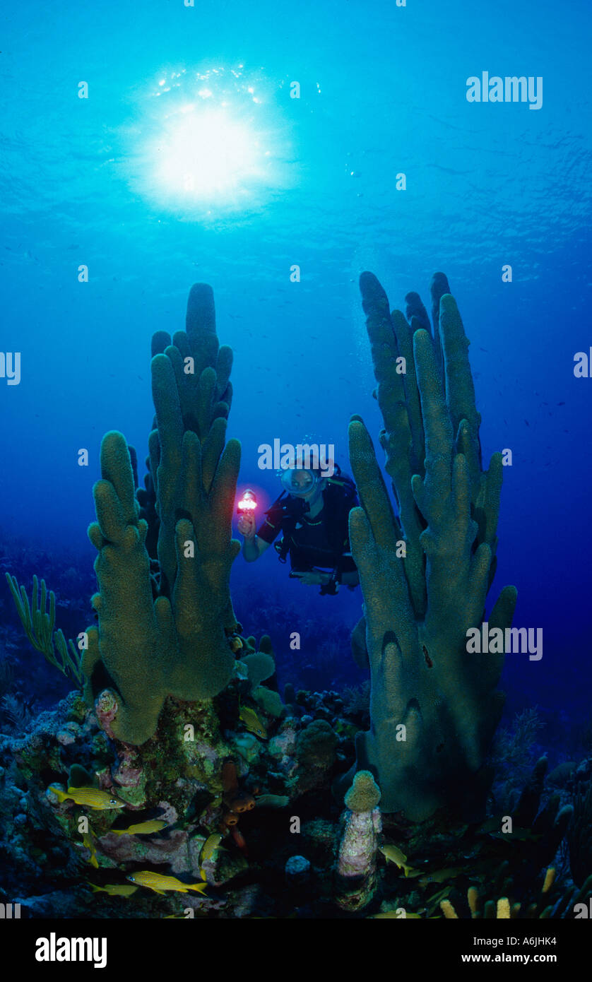 scuba diver on colorful Caribbean coral reef, Dendrogyra cylindrus ...