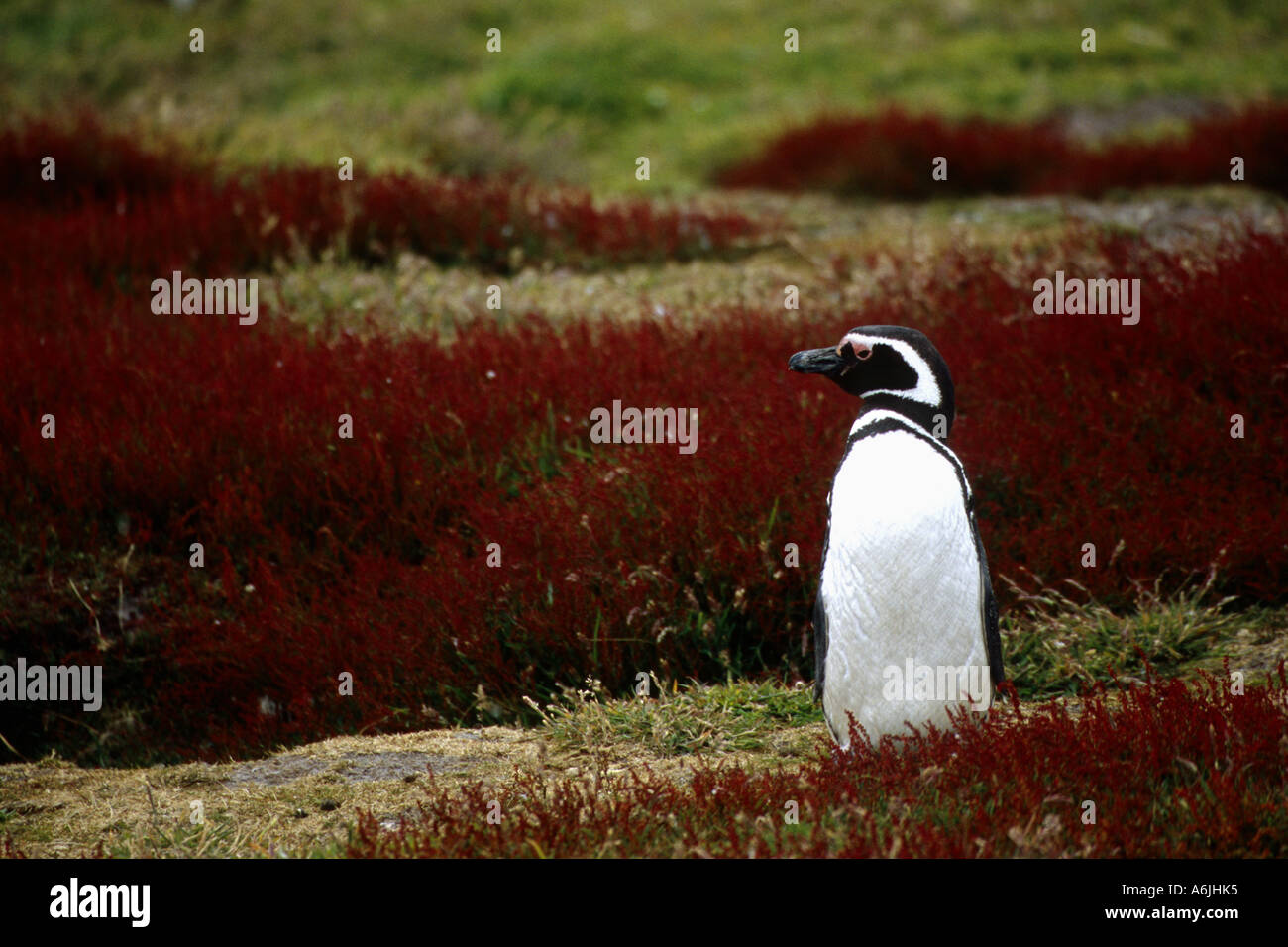 Magellanic penguin (Spheniscus magellanicus), single animal in front of ...