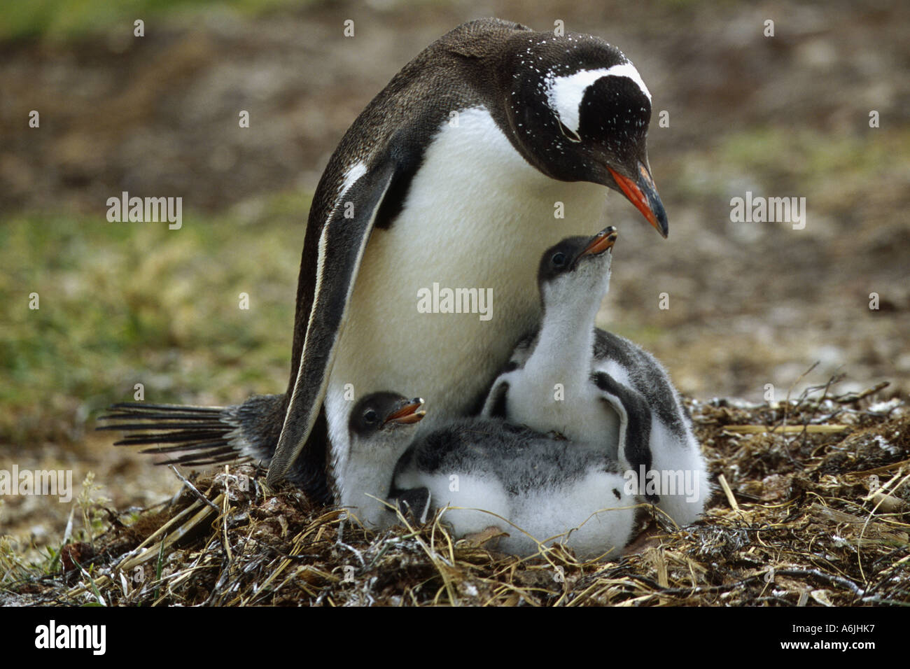 Family lohmann hi-res stock photography and images - Alamy