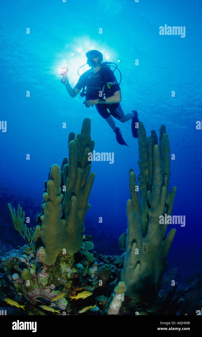 scuba diver on colorful Caribbean coral reef, Dendrogyra cylindrus ...