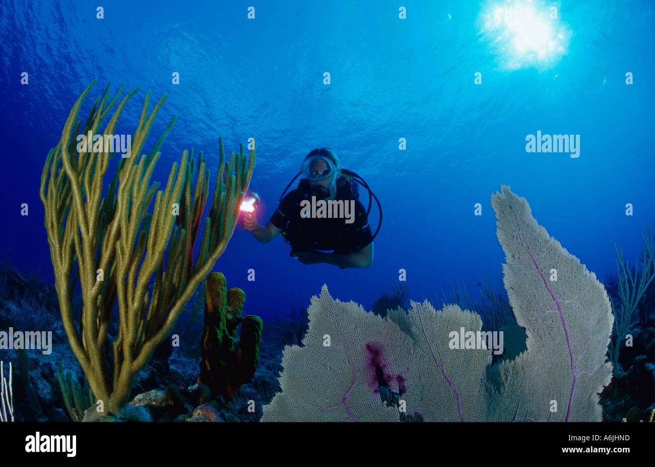 scuba diver on colorful coral reef, caribbean reef Stock Photo - Alamy