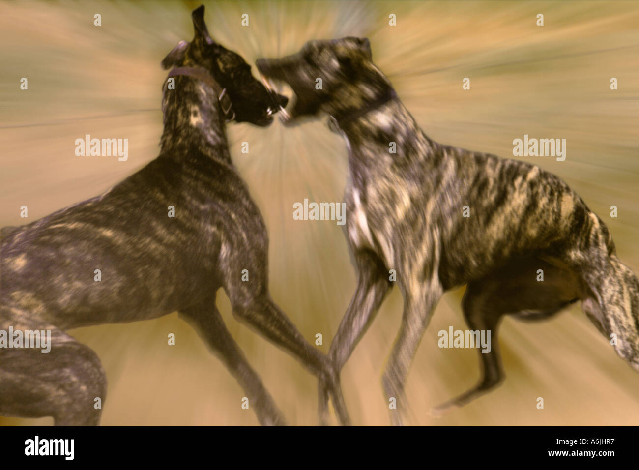 Two greyhound dogs in dog fight Stock Photo - Alamy