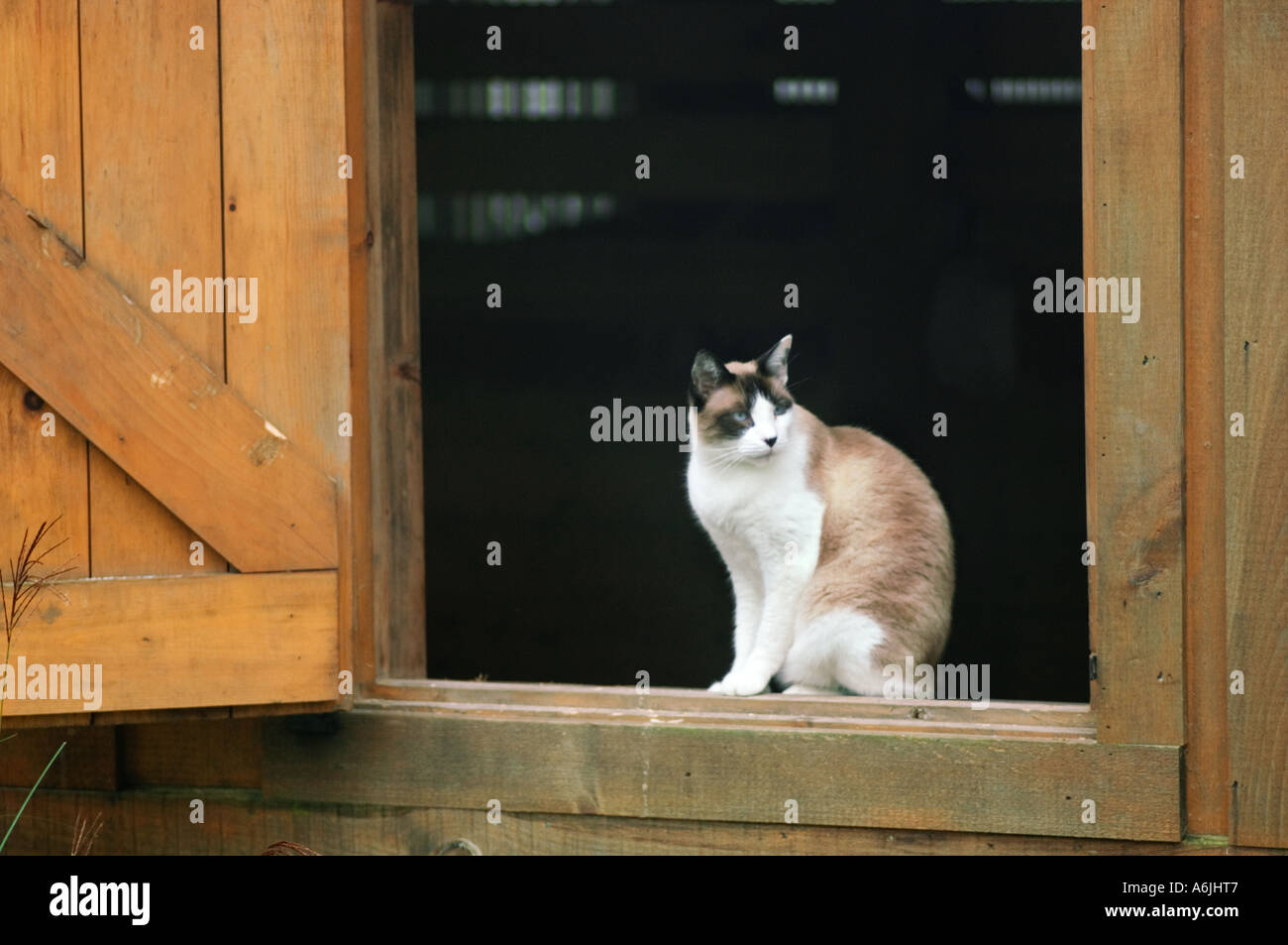 Cat sitting in open window of barn Stock Photo - Alamy