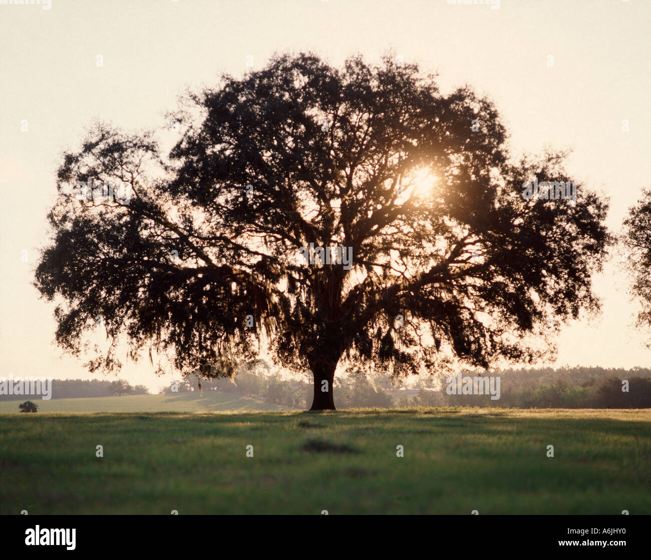 Lone Live Oak tree in green grass field silhouettte by setting sun ...