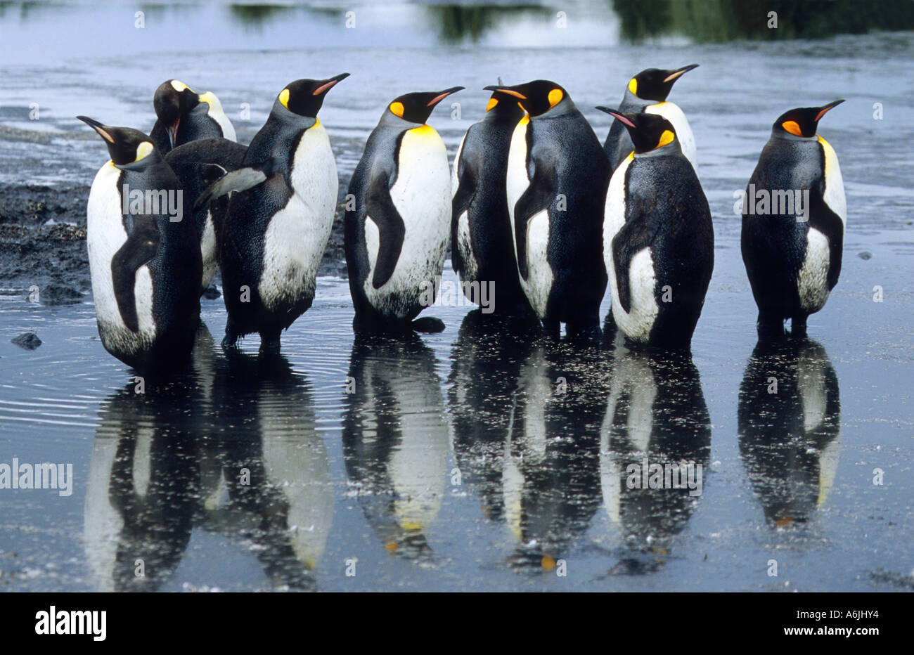 king penguin (Aptenodytes patagonicus), 10 animals standing side by ...