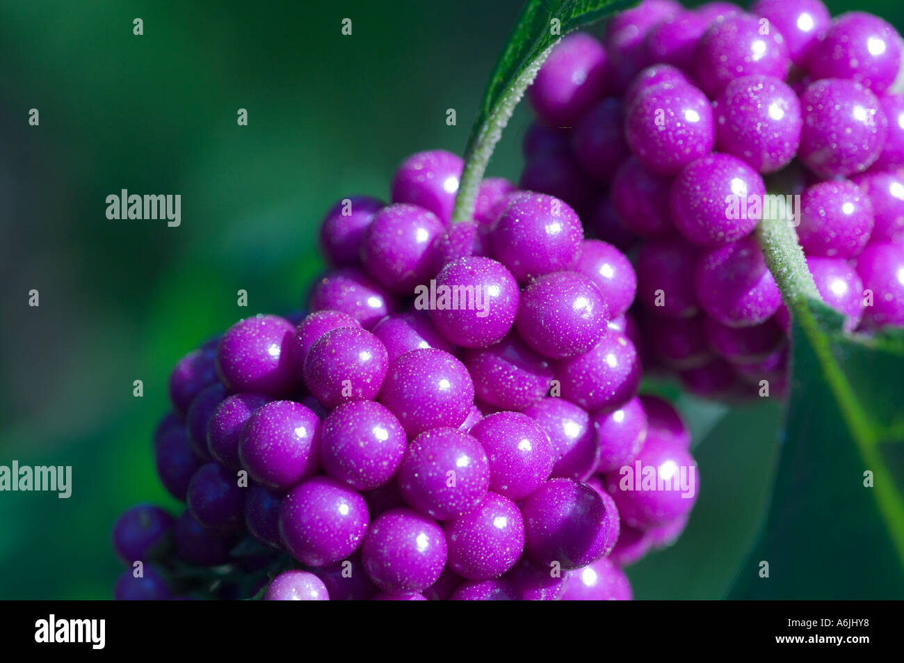 Clusters of berries hi-res stock photography and images - Alamy