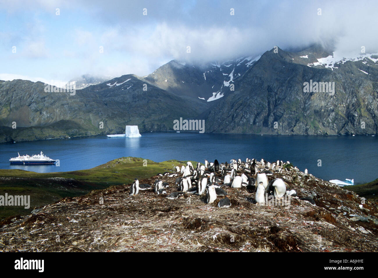 Penguin angel hi-res stock photography and images - Alamy
