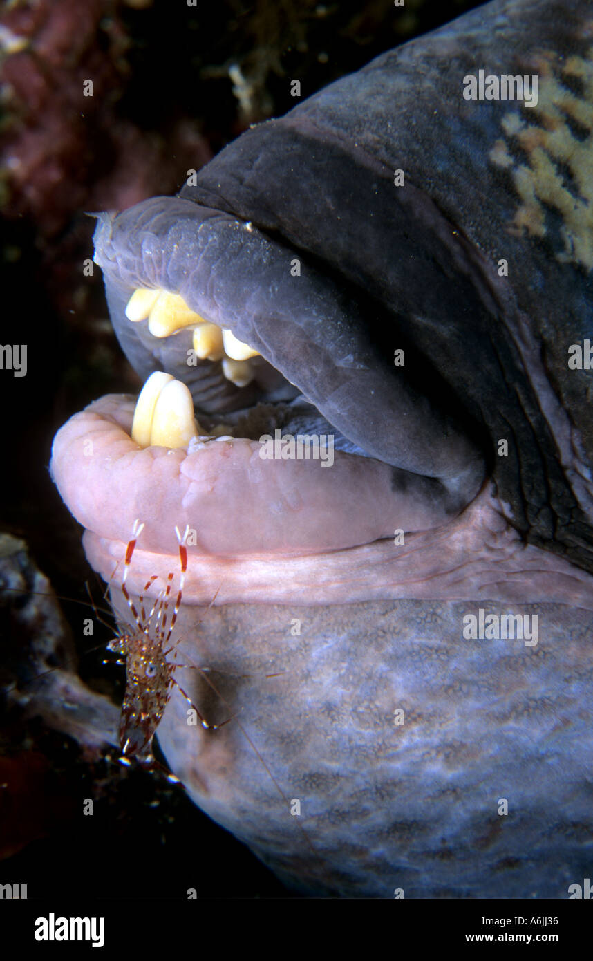 Trigger Fish Teeth
