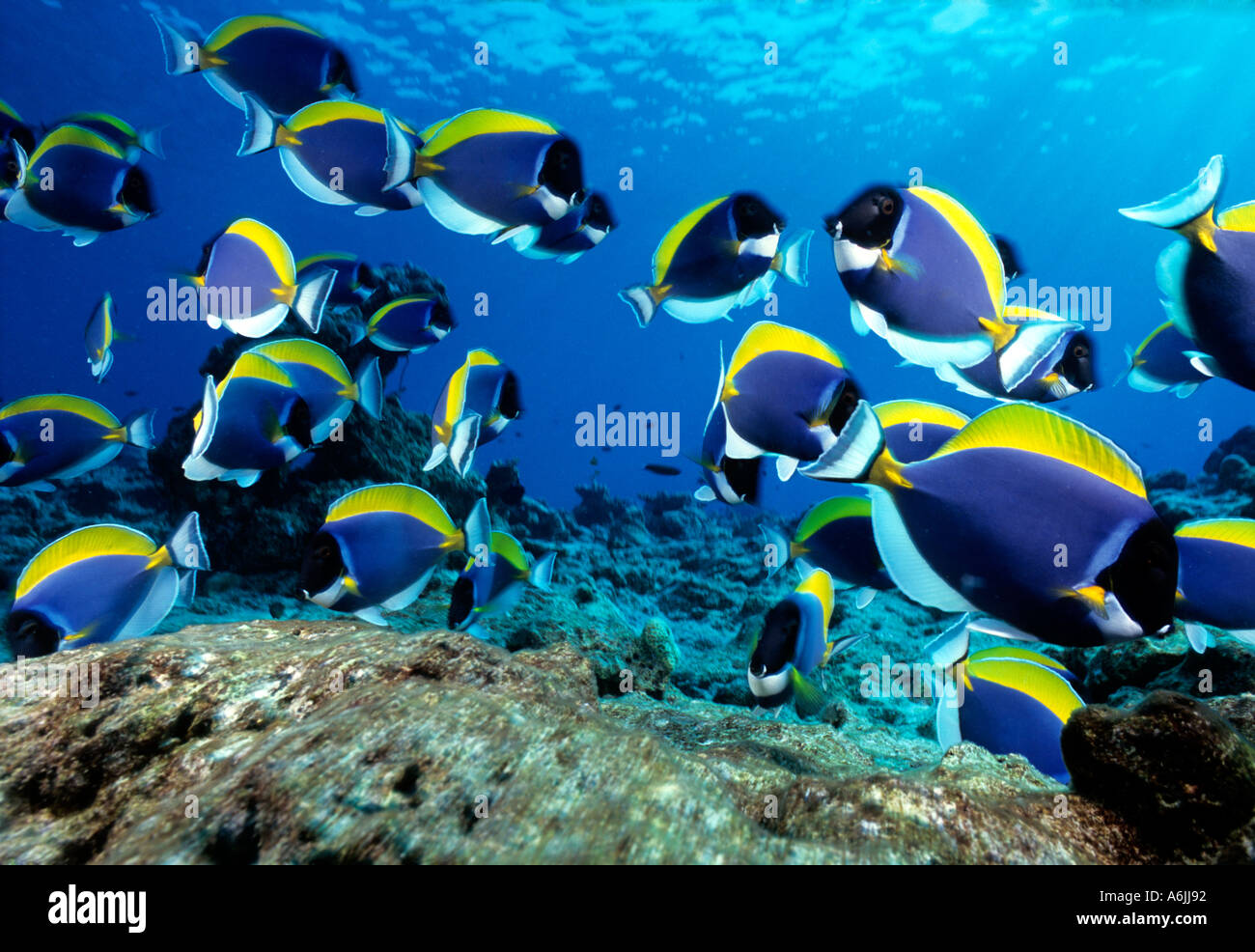 Schooling Powder blue surgeon acanthurus triostegus Maldives Indian ...
