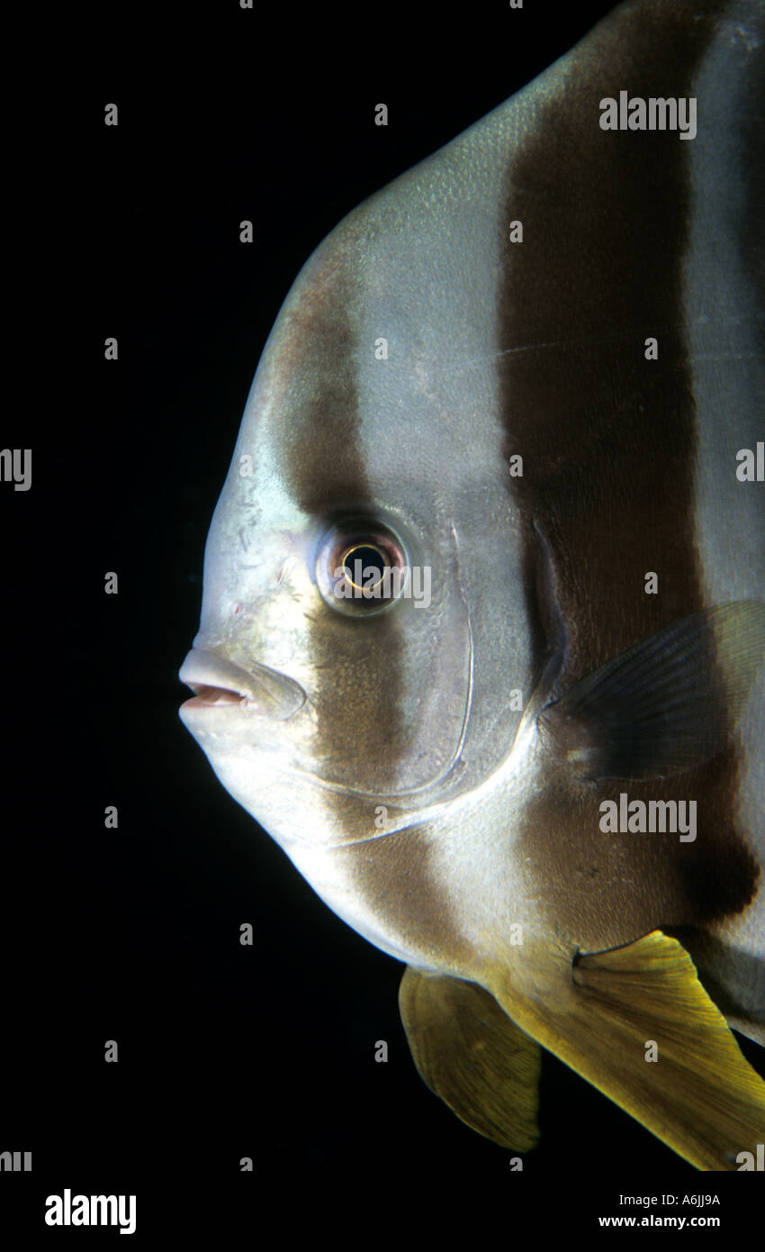Portrait of batfish Platax orbicularis Maldives Indian Ocean Stock ...