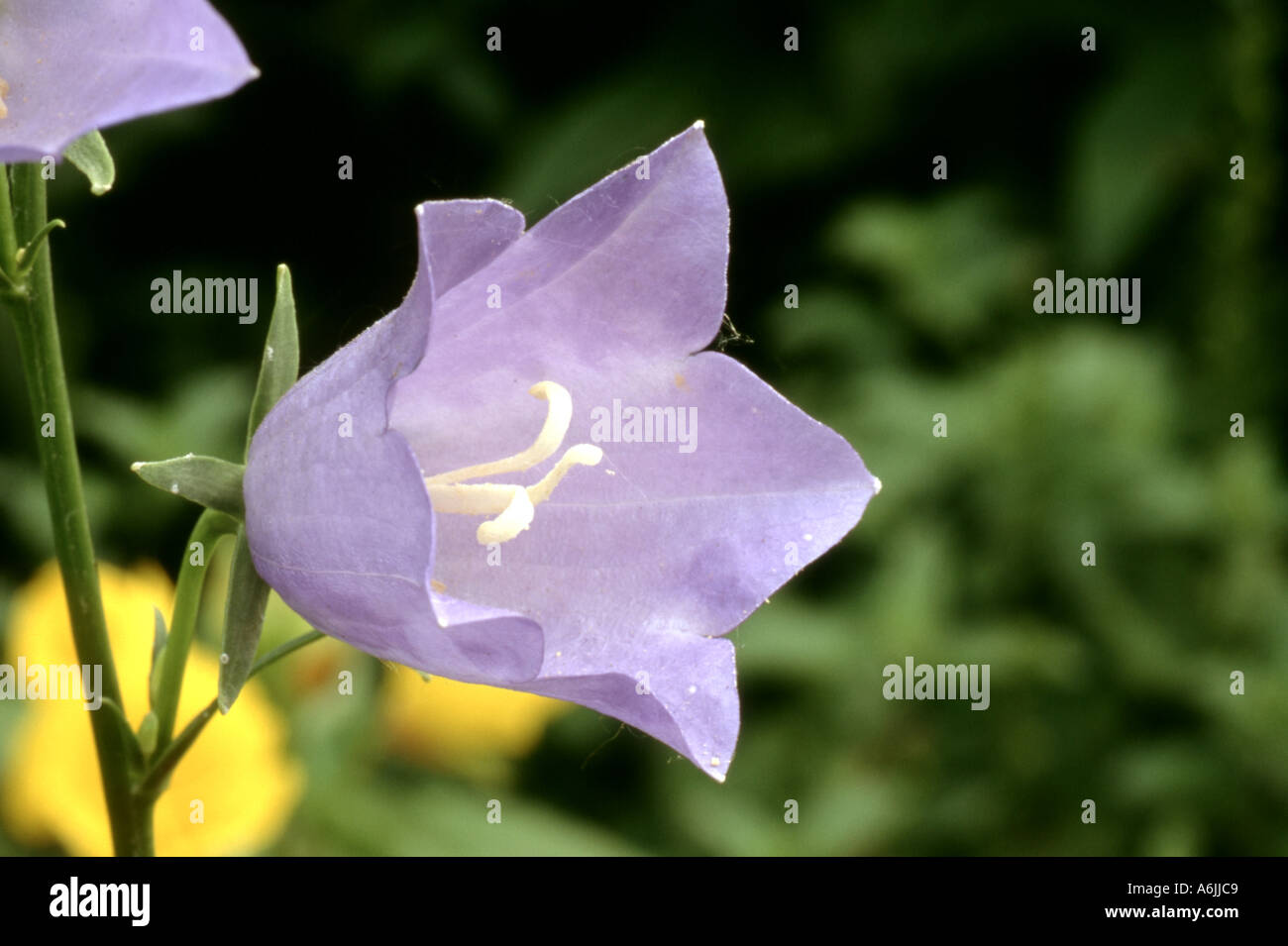 Telham Beauty Peach Stock Photo - Alamy