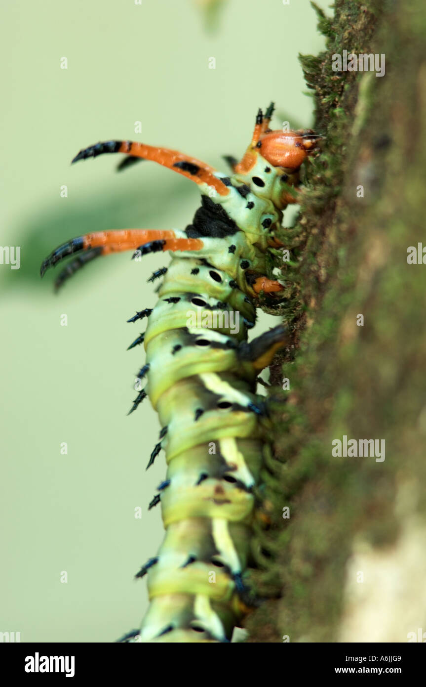 The Hickory Horned Devil caterpillar is larva for the Royal Walnut Moth ...