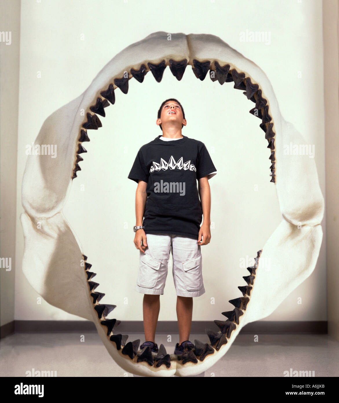 Pre teen boy standing in side huge prehistoric shark jaws Stock Photo ...