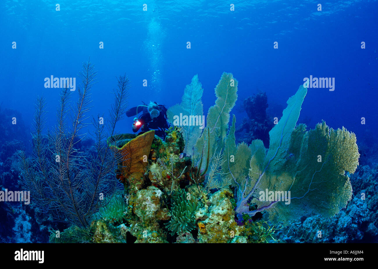 Gorgonia sp caribbean hi-res stock photography and images - Alamy