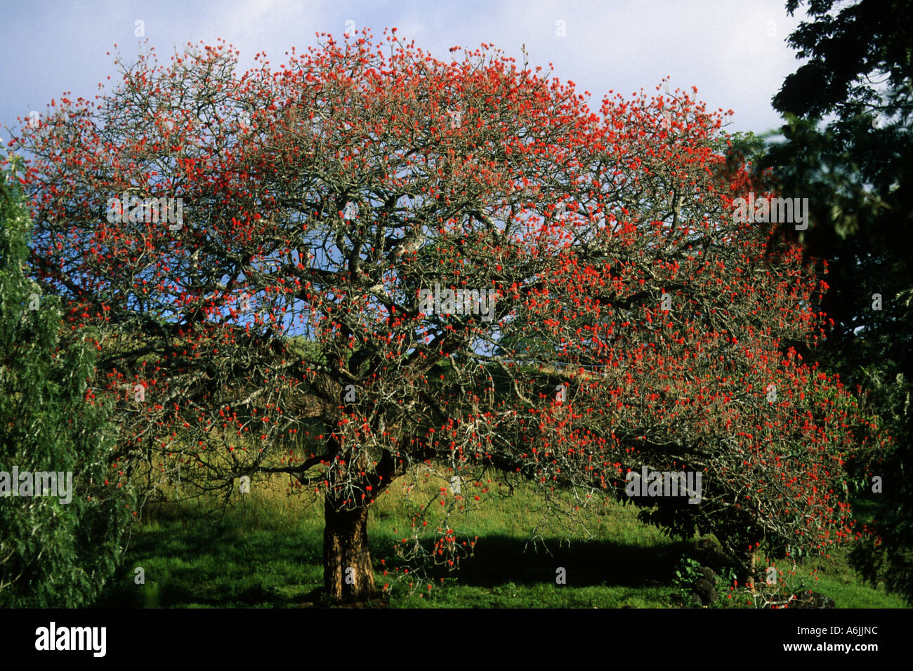 Royal family tree hi-res stock photography and images - Alamy