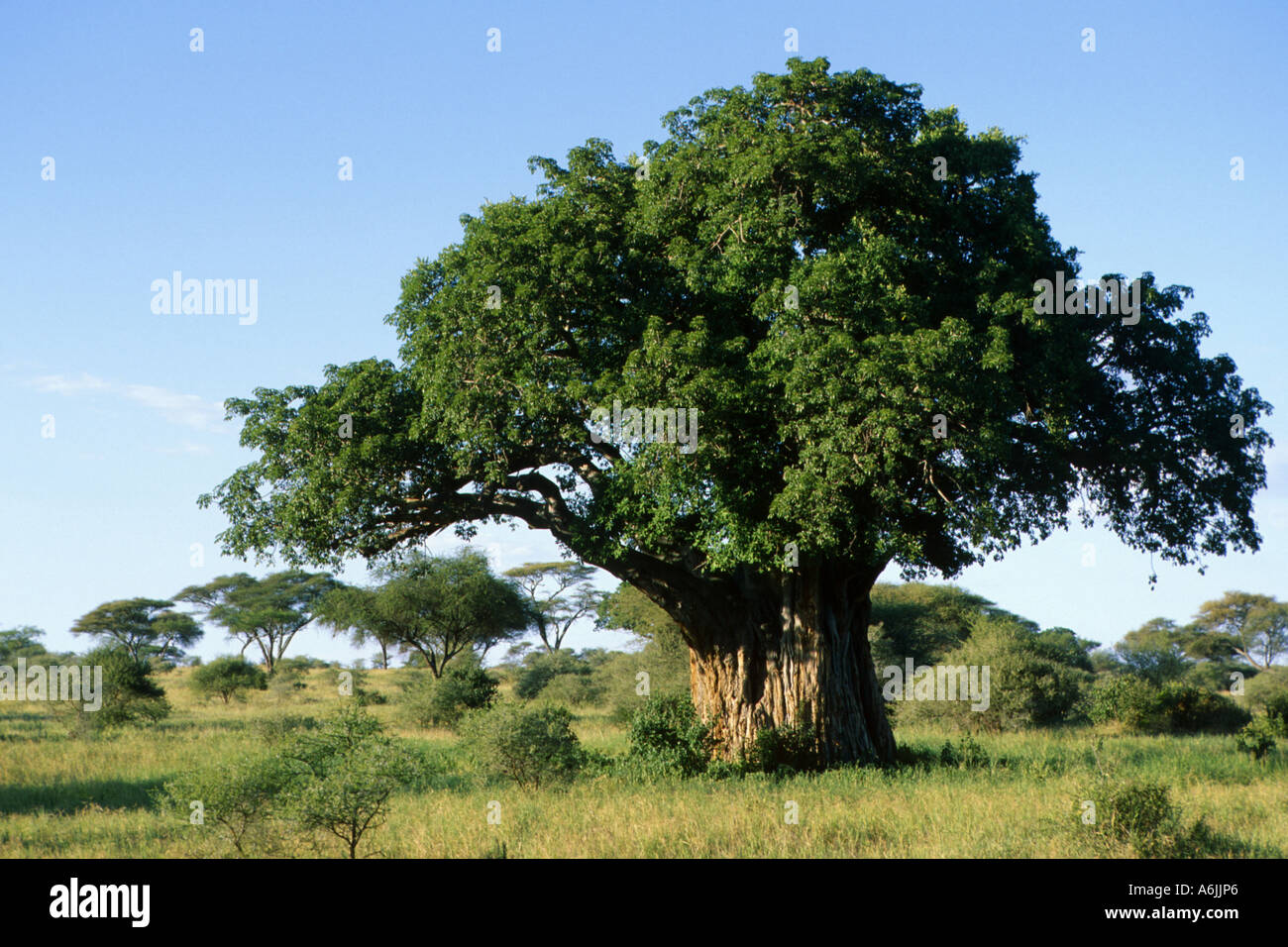 baobab, monkey bread, monkey tamarind (Adansonia digitata), single tree ...