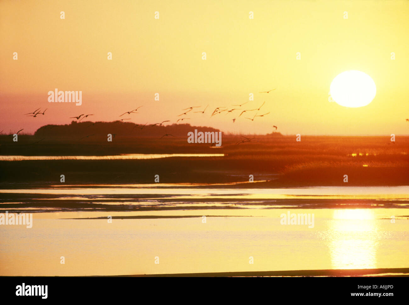 Cedar flats hi-res stock photography and images - Alamy