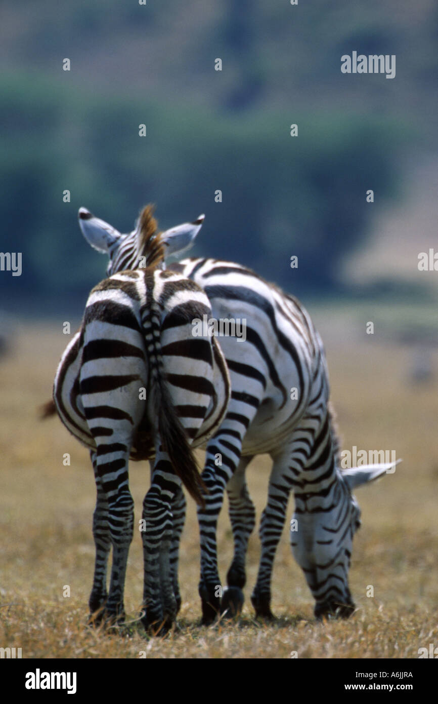 Common Zebra (Equus quagga), two animals standing one after the other ...
