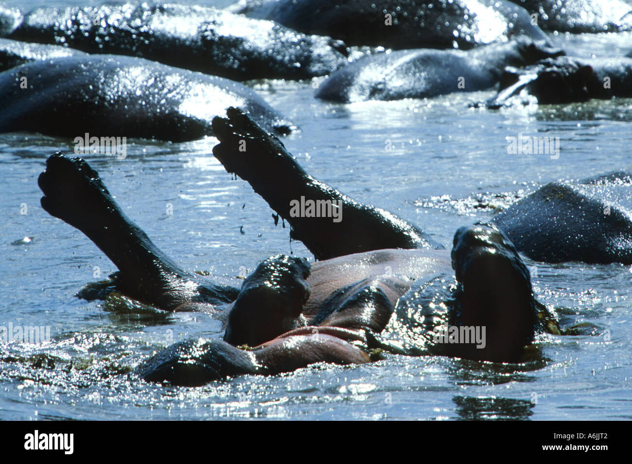 hippopotamus or hippo (Hippopotamus amphibius), rolling on the back in ...