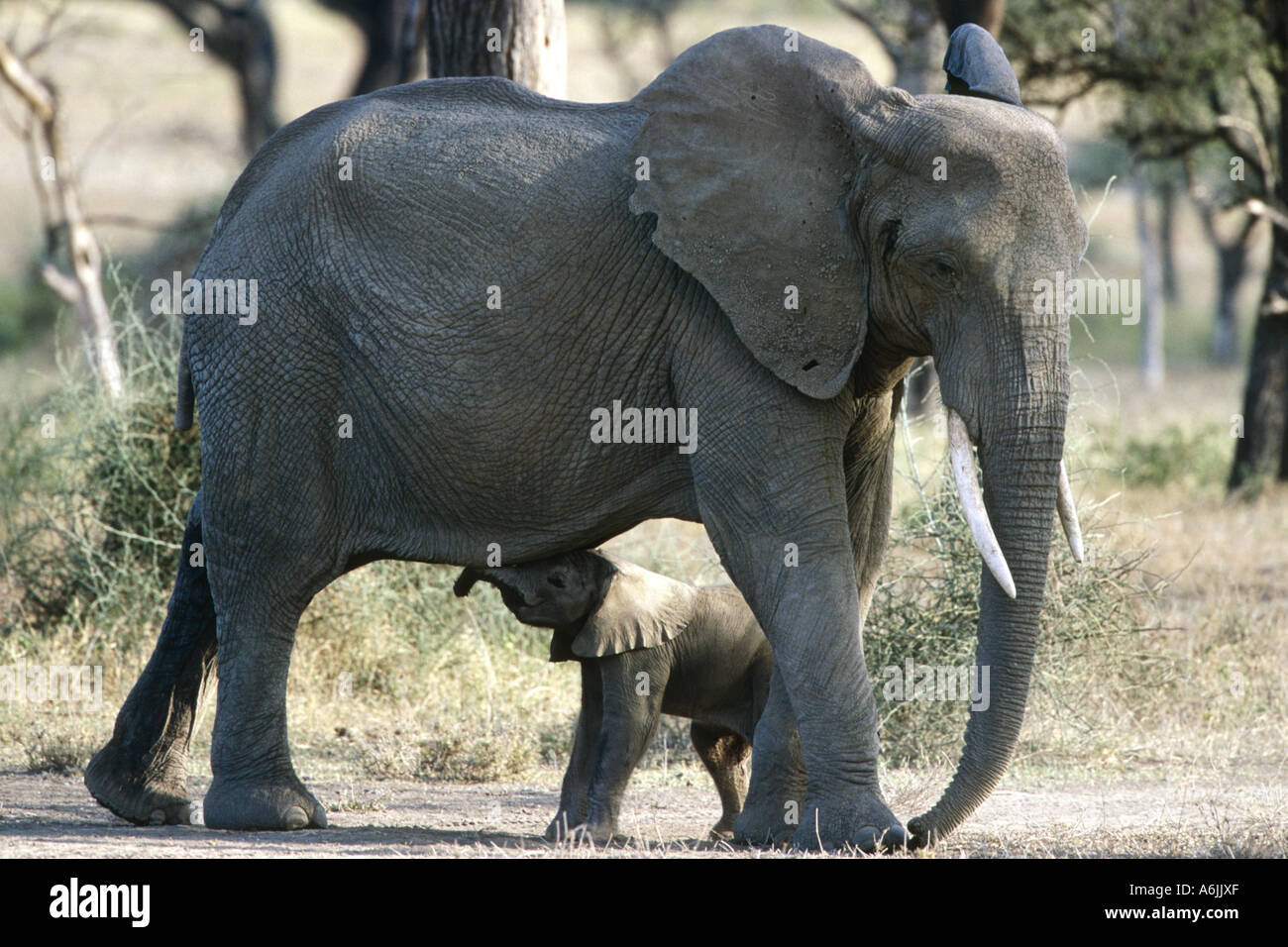 African elephant (Loxodonta africana), elephant cow with baby, Tanzania ...