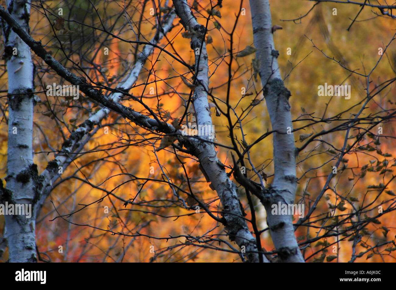 Fall in the Appalachians Gaspesie Quebec Stock Photo - Alamy