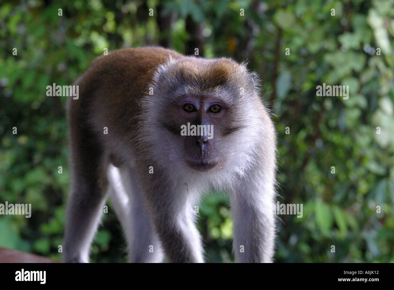 Monkey pangkor laut resort malaysia hi-res stock photography and images ...