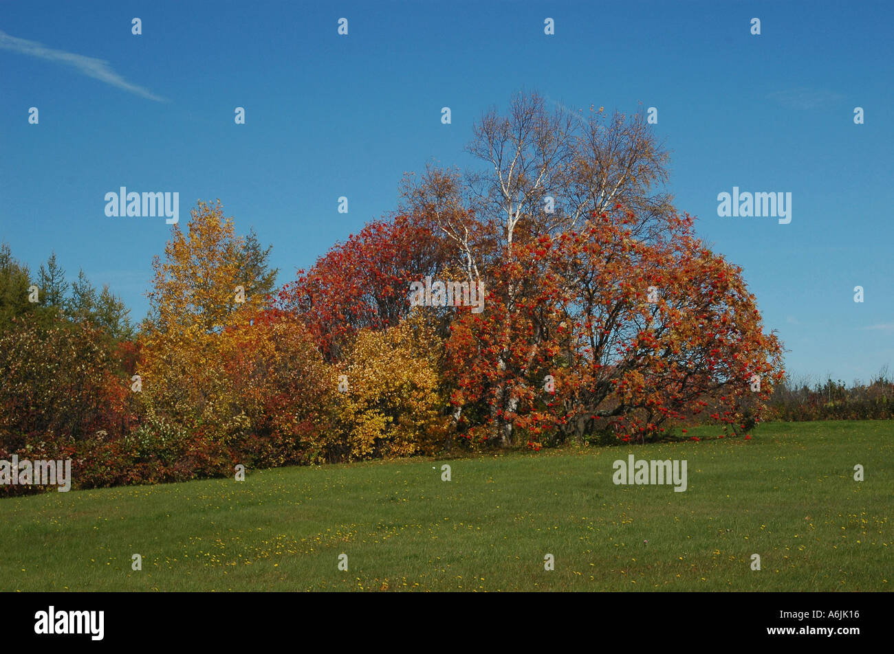 Fall in the Appalachians Gaspesie Quebec Stock Photo - Alamy
