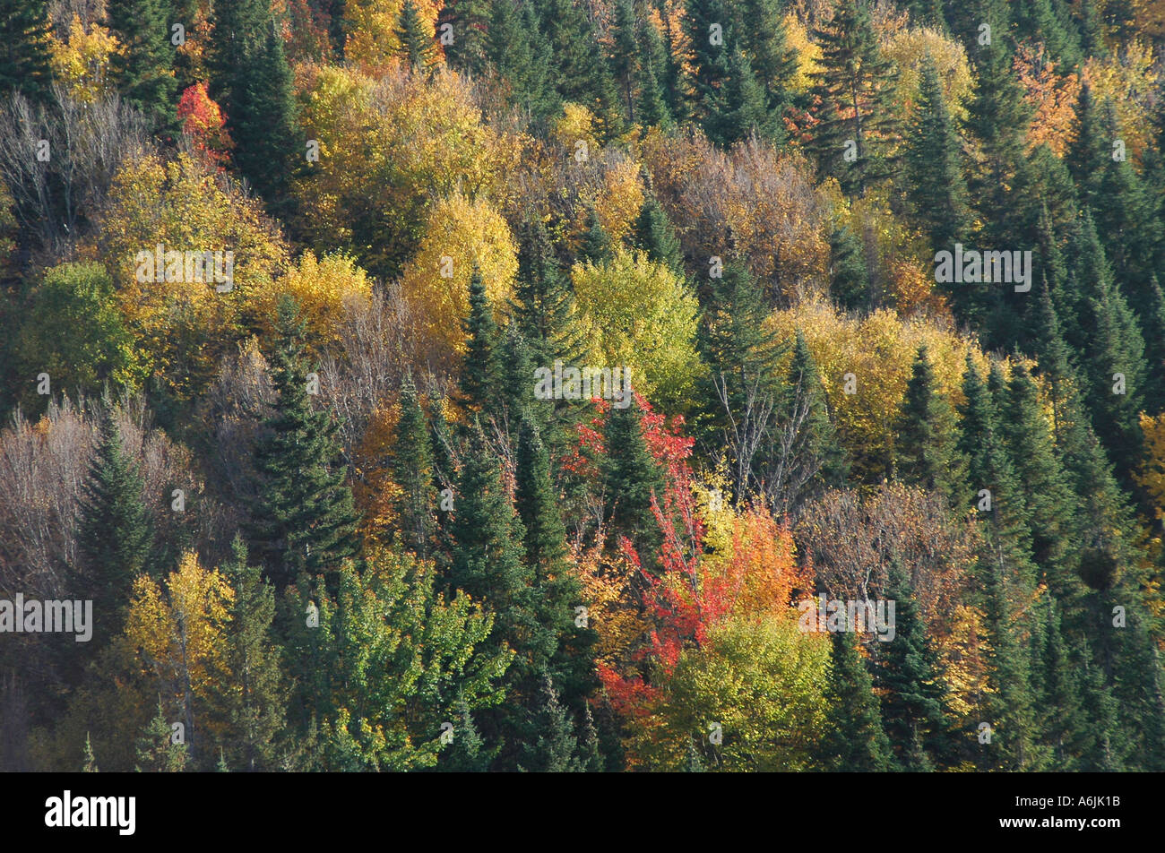 Fall in the Appalachians Gaspesie Quebec Stock Photo - Alamy