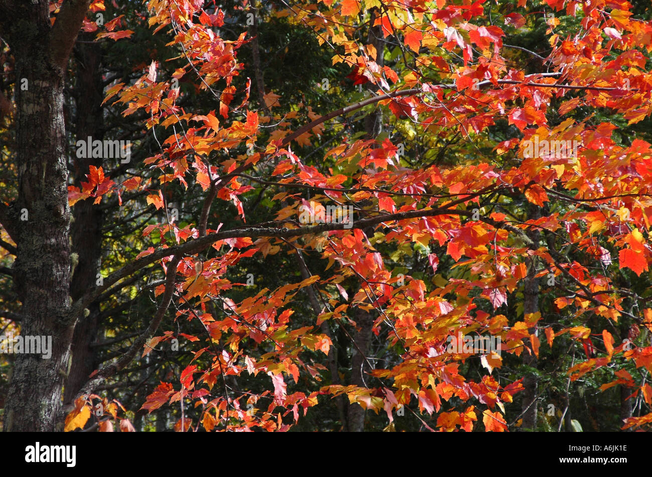 Fall in the Appalachians Gaspesie Quebec Stock Photo - Alamy