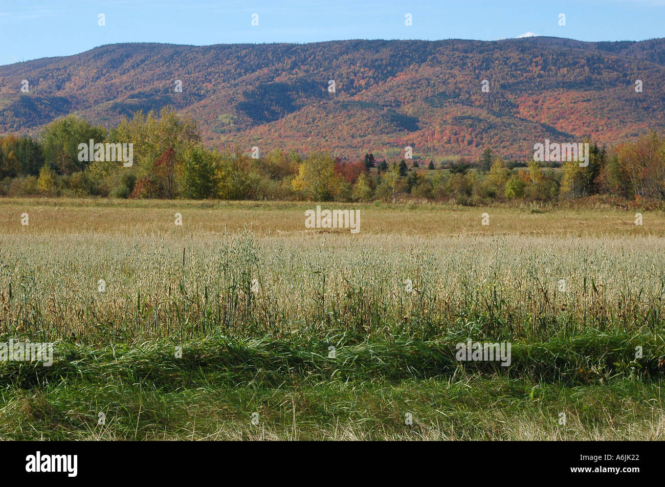 Fall in the Appalachians Gaspesie Quebec Stock Photo - Alamy