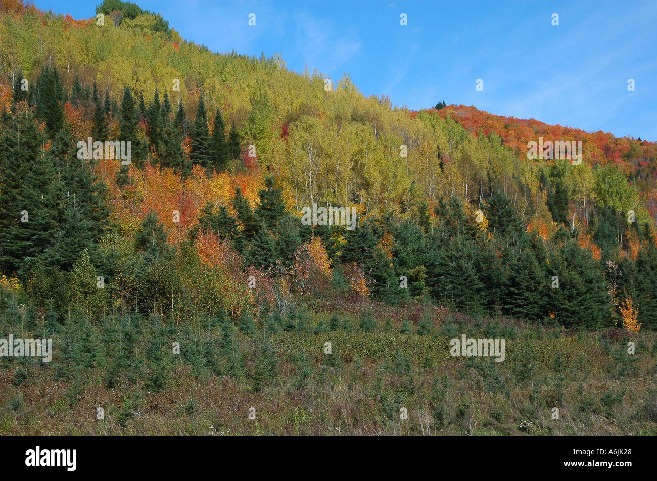 Fall in the Appalachians Gaspesie Quebec Stock Photo - Alamy