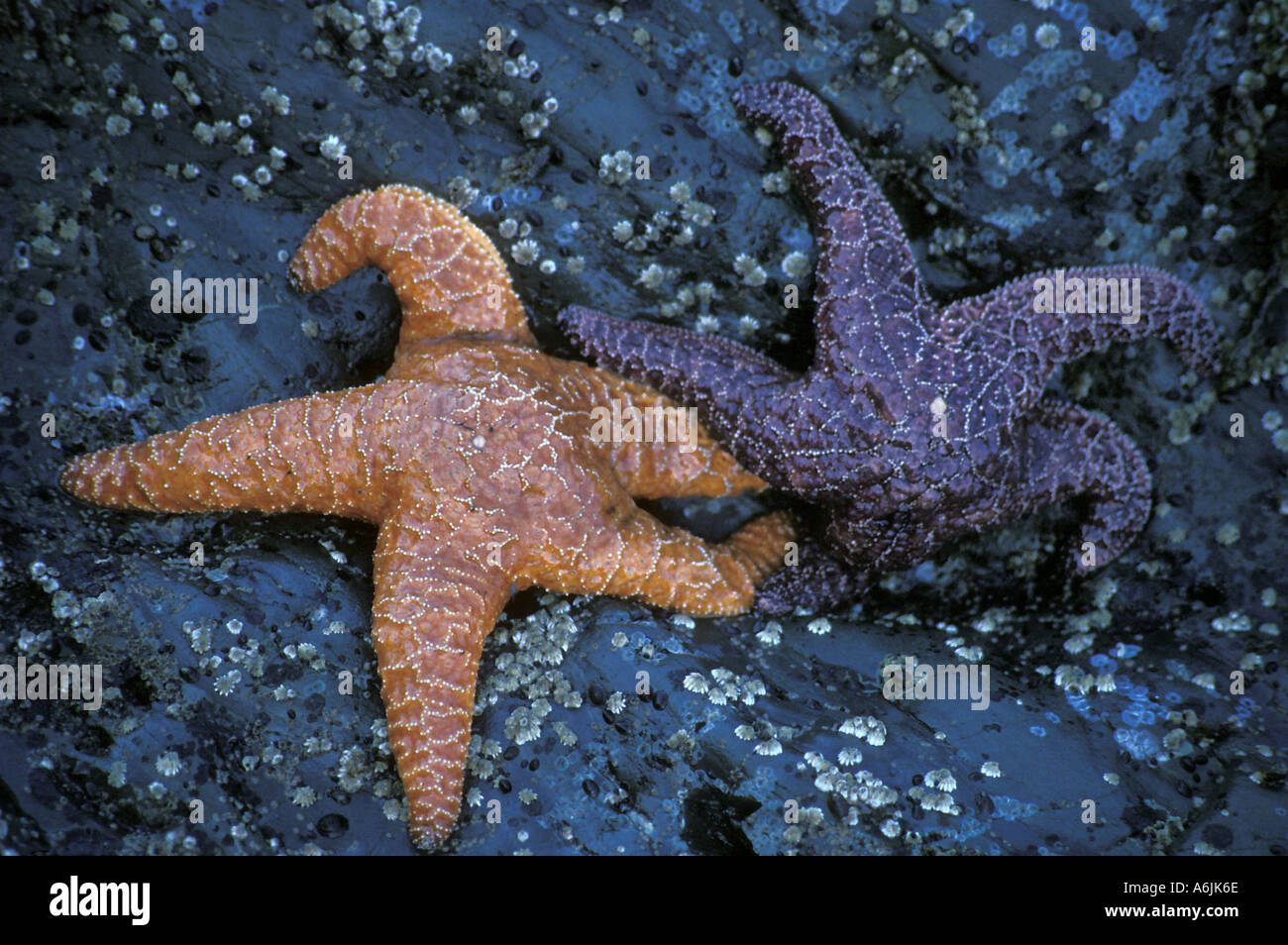 Starfish sea hi-res stock photography and images - Alamy
