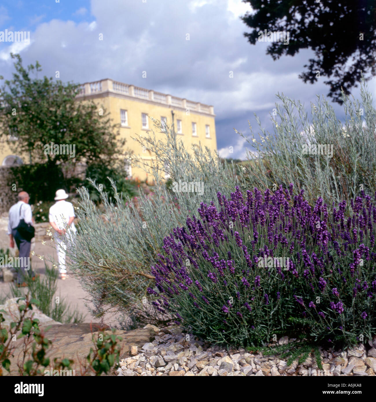 Drought resistant plants lavender in a rock garden at The National ...