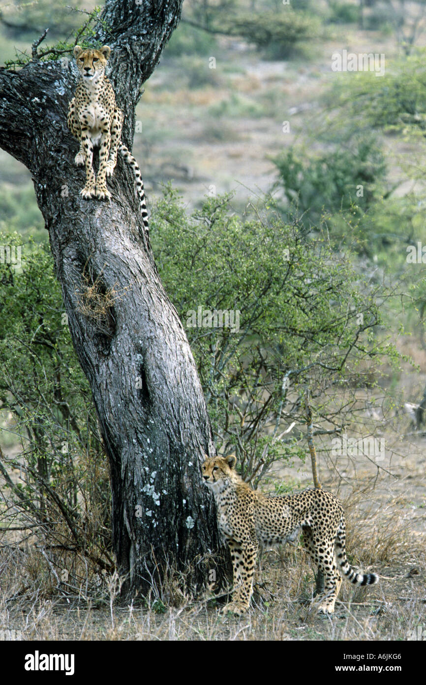 One two cheetahs hi-res stock photography and images - Alamy