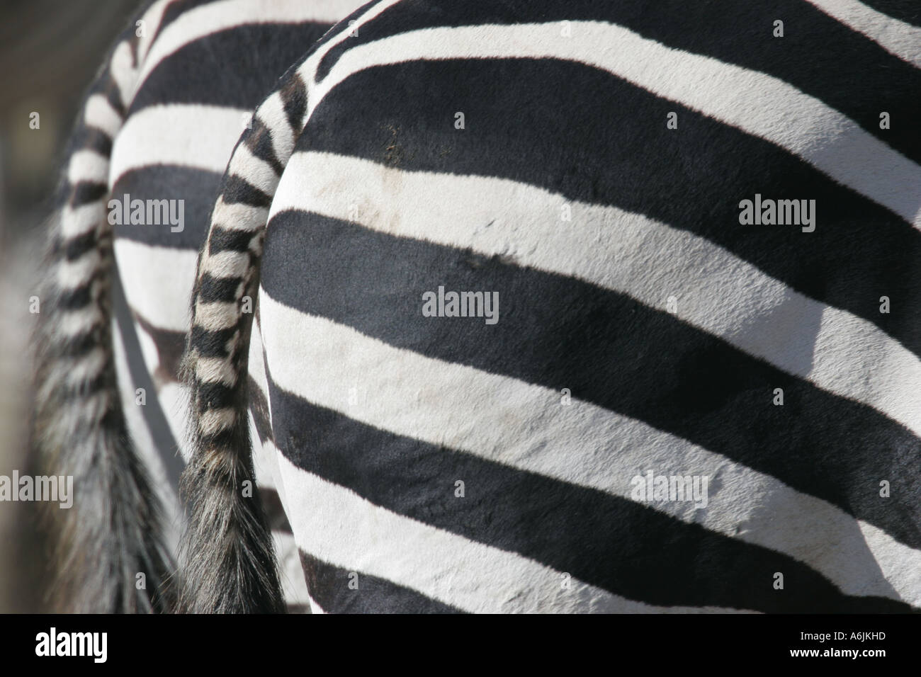 Zebra bum hi-res stock photography and images - Alamy