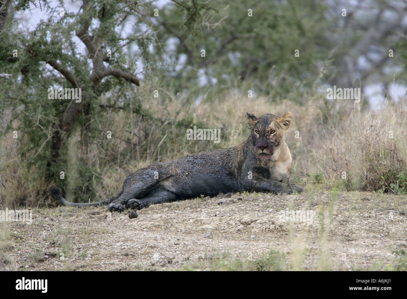 lion (Panthera leo), bloody and dusty after hunting in black sand ...