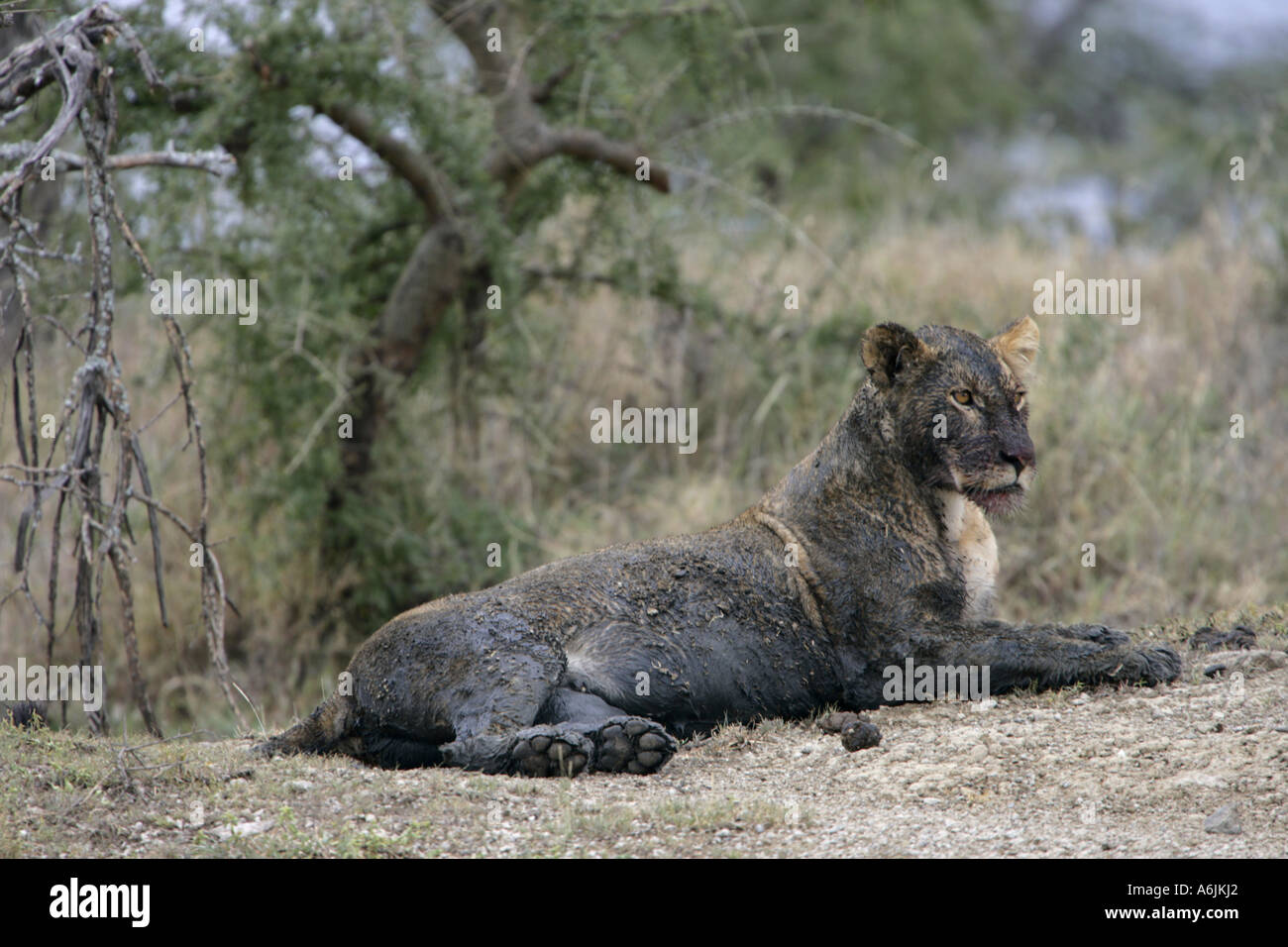 lion (Panthera leo), bloody and dusty after hunting in black sand ...