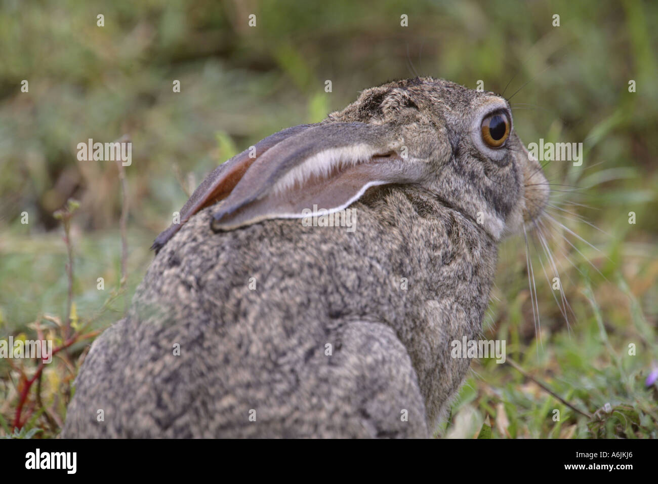 Cape hare ears back hi-res stock photography and images - Alamy