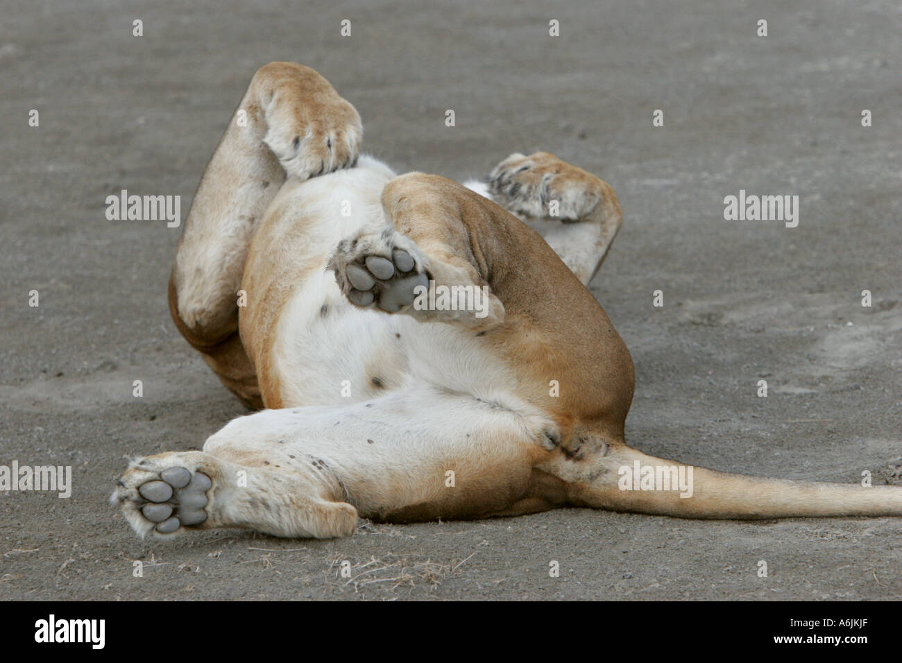lion (Panthera leo), single animal rolling on dusty ground, Tanzania ...