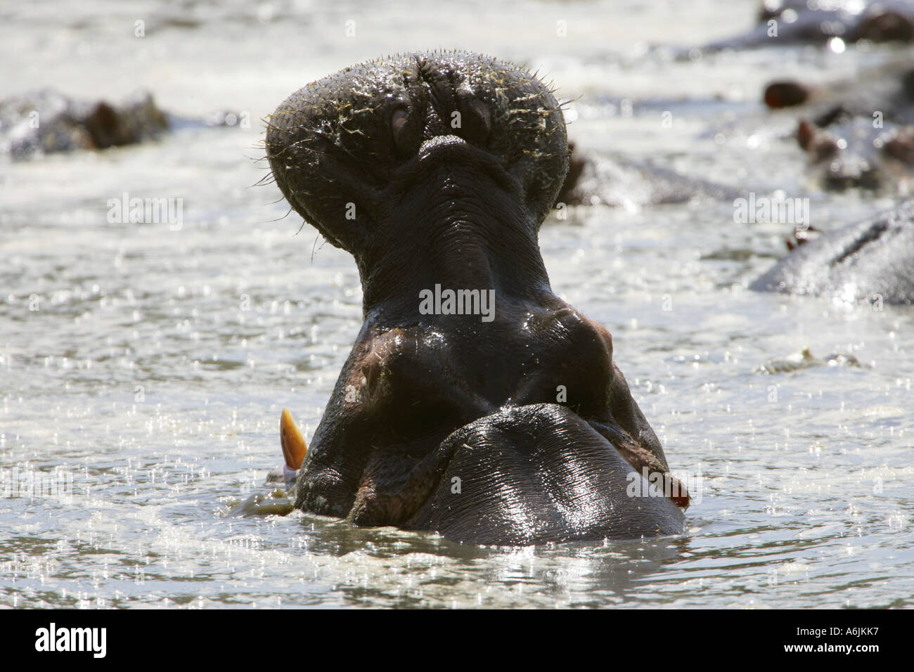 Hippopotamus rear hi-res stock photography and images - Alamy