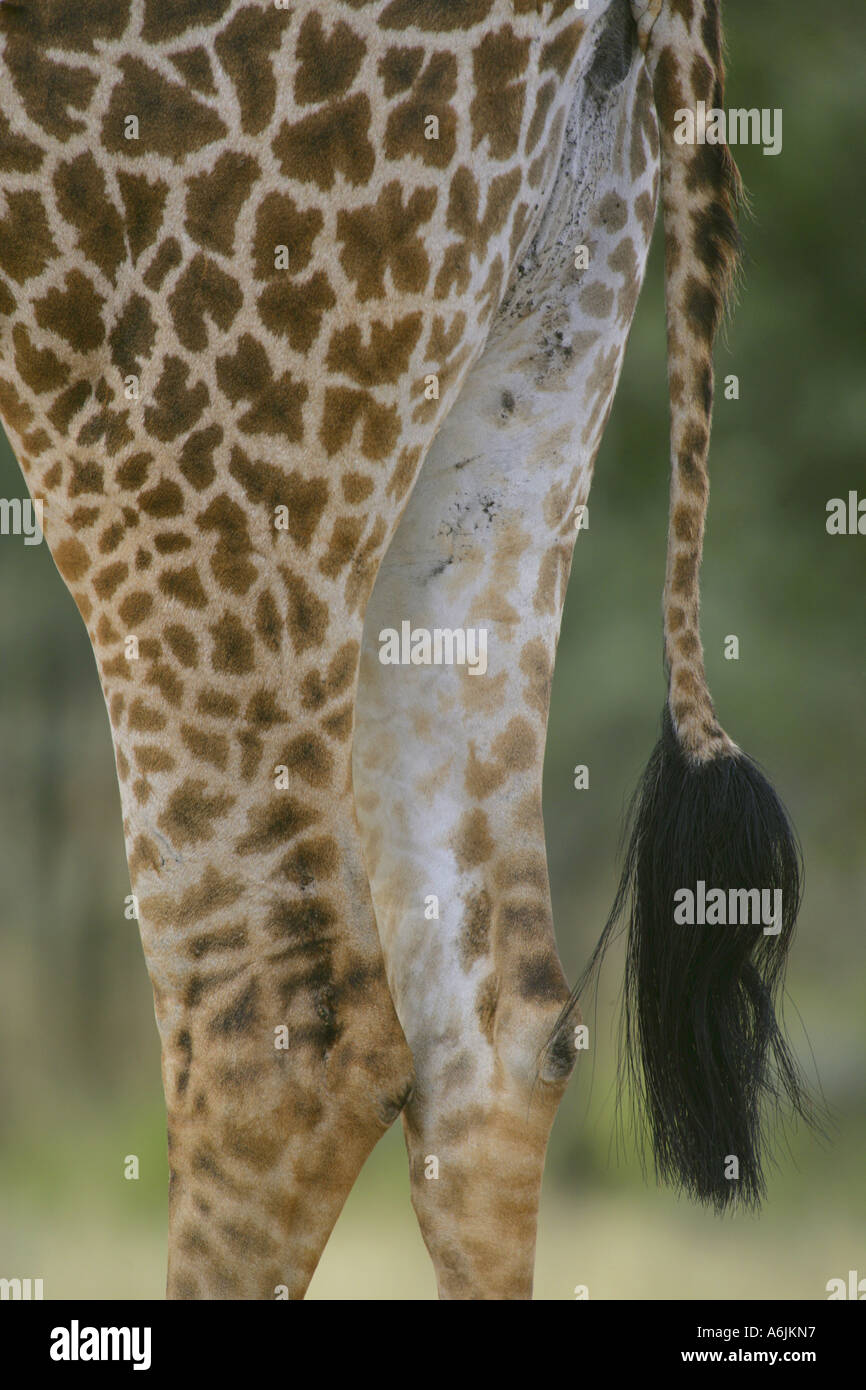 Masai giraffe (Giraffa camelopardalis tippelskirchi), legs and back ...