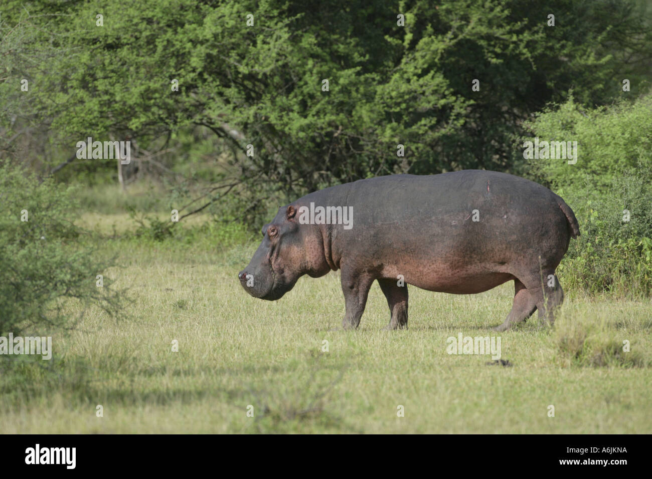 hippopotamus or hippo (Hippopotamus amphibius), at land, Tanzania Stock ...