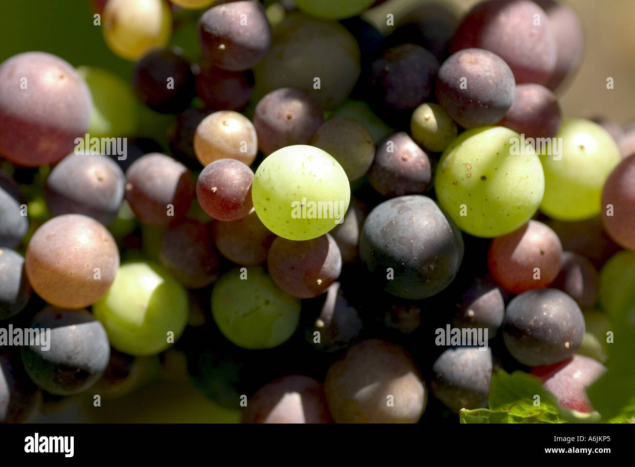 grape (Vitis spec.), bunch of grapes, Germany, Baden-Baden Stock Photo ...