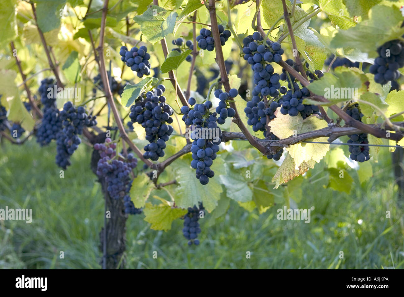 grape (Vitis spec.), bunches of grapes on bush, Germany, Baden ...